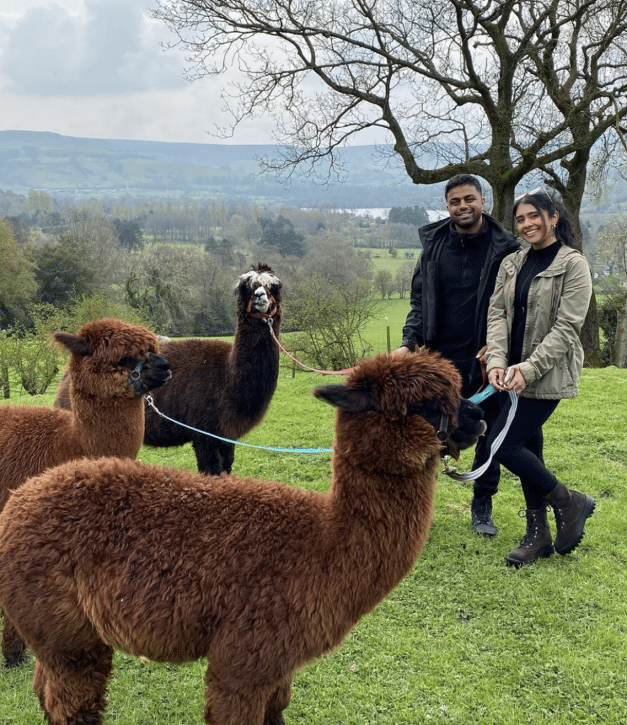 Naze View Farm Alpaca Experience